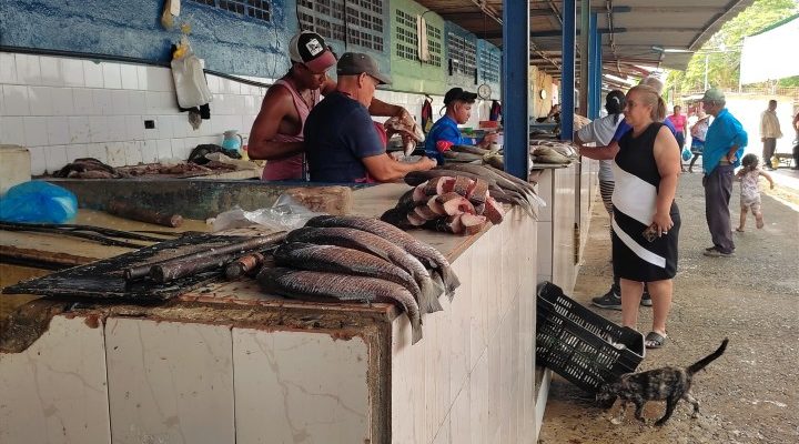 Comenzó la fiesta del morocoto en los caños - Tane tanae, Así pasó